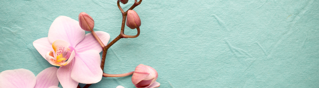Orchid Flower: Meaning & Symbolism