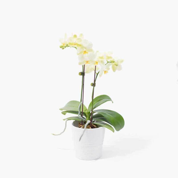 Orchid Plants Hong Kong | Same-Day Delivery