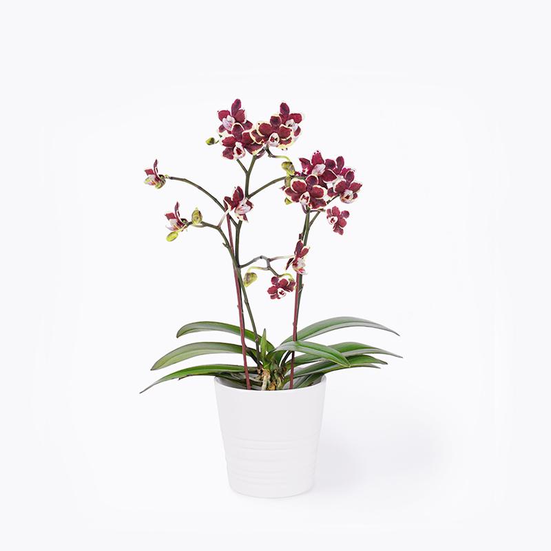 Orchid Plants Hong Kong | Same-Day Delivery